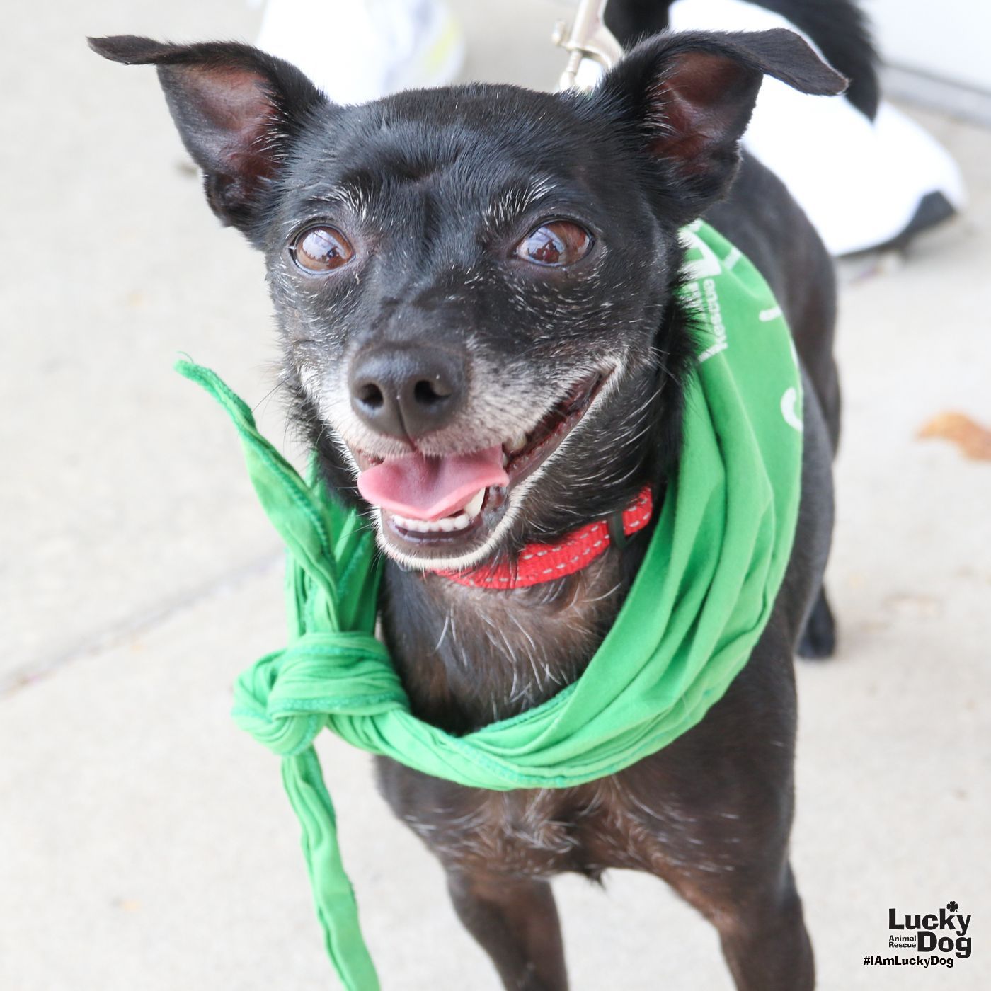 Dog adoption in Washington DC 20002: Chihuahua / Mixed Dog "Barbara"
