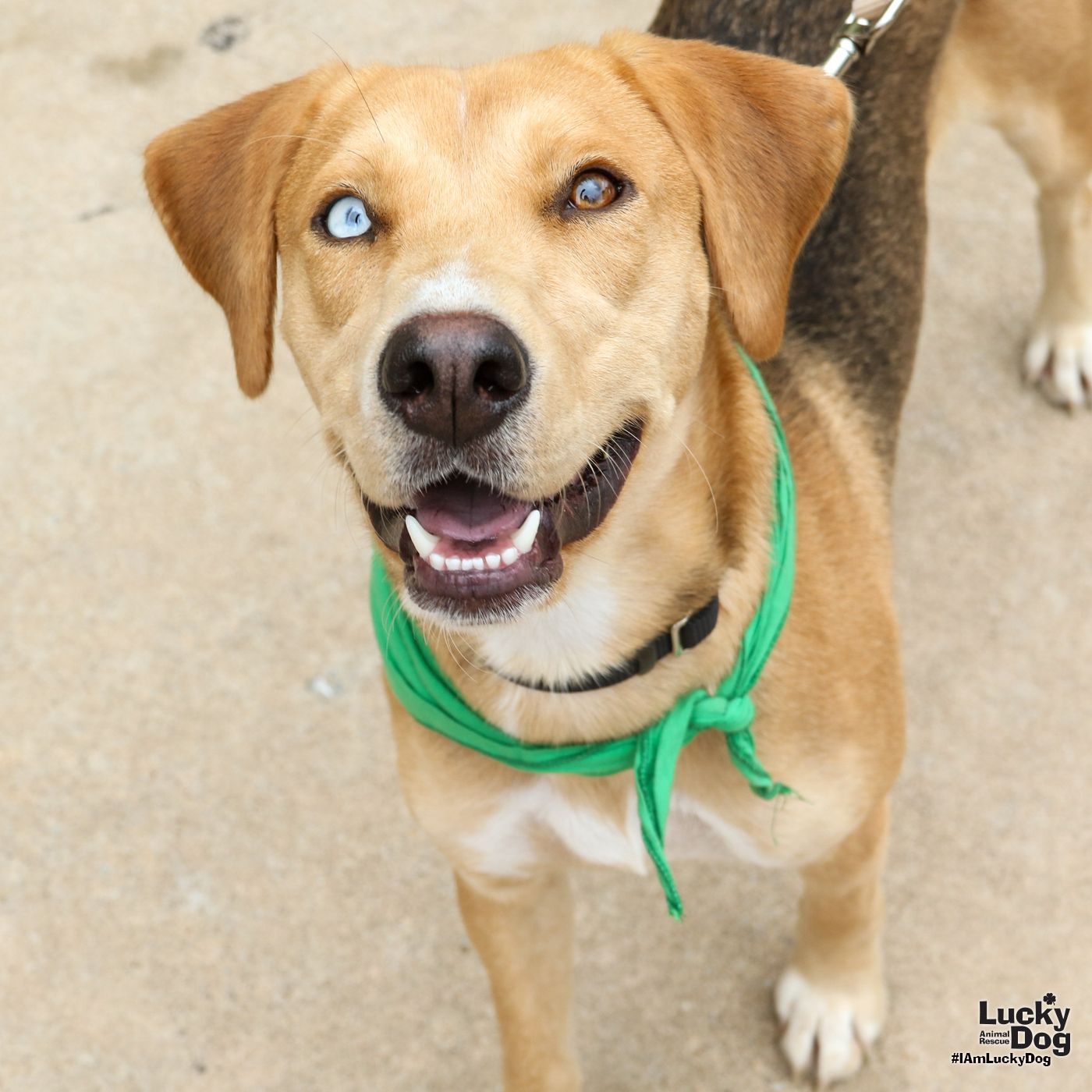 Meet our Pets | Lucky Dog Animal Rescue