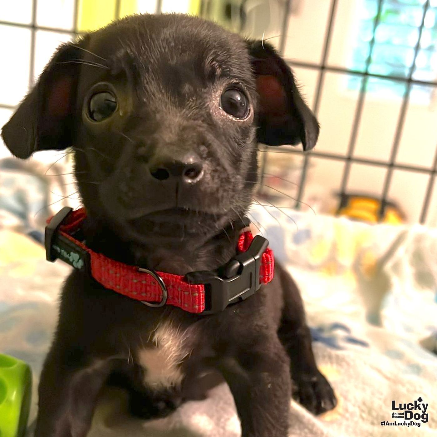 Adopt | Lucky Dog Animal Rescue