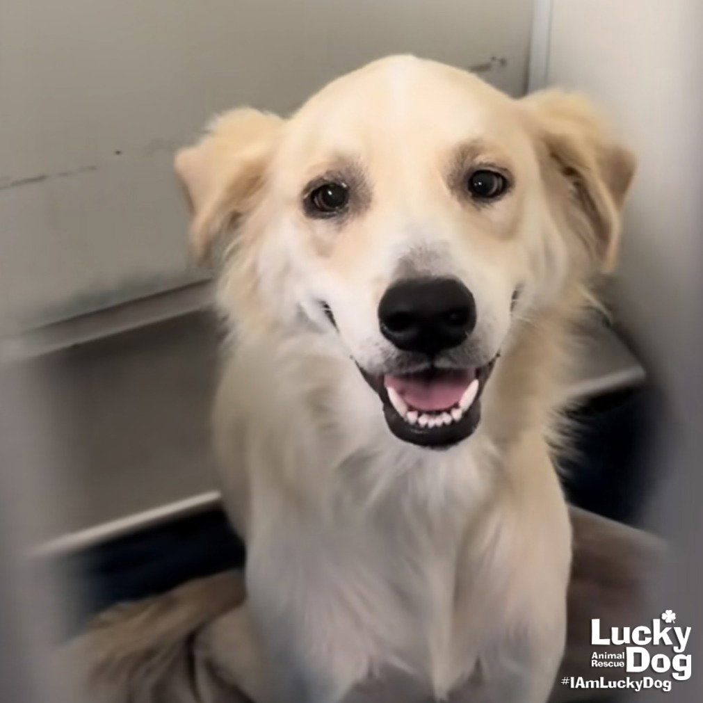 Adopt | Lucky Dog Animal Rescue