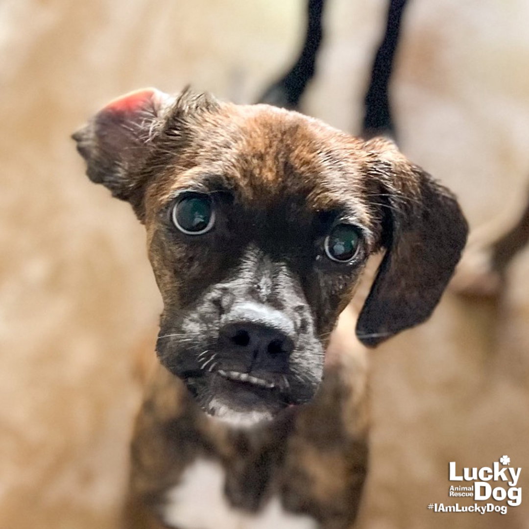 Adopt | Lucky Dog Animal Rescue