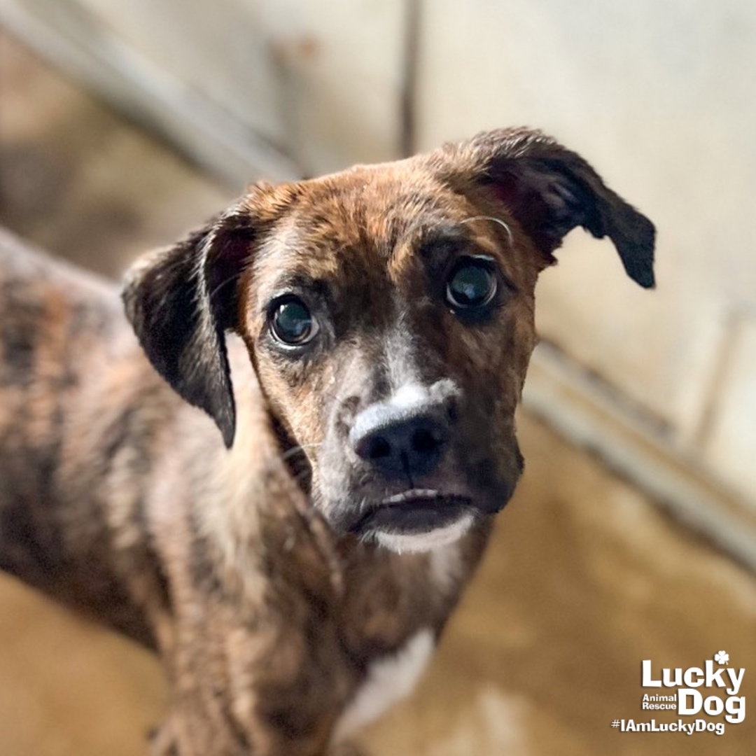 Meet our Pets | Lucky Dog Animal Rescue