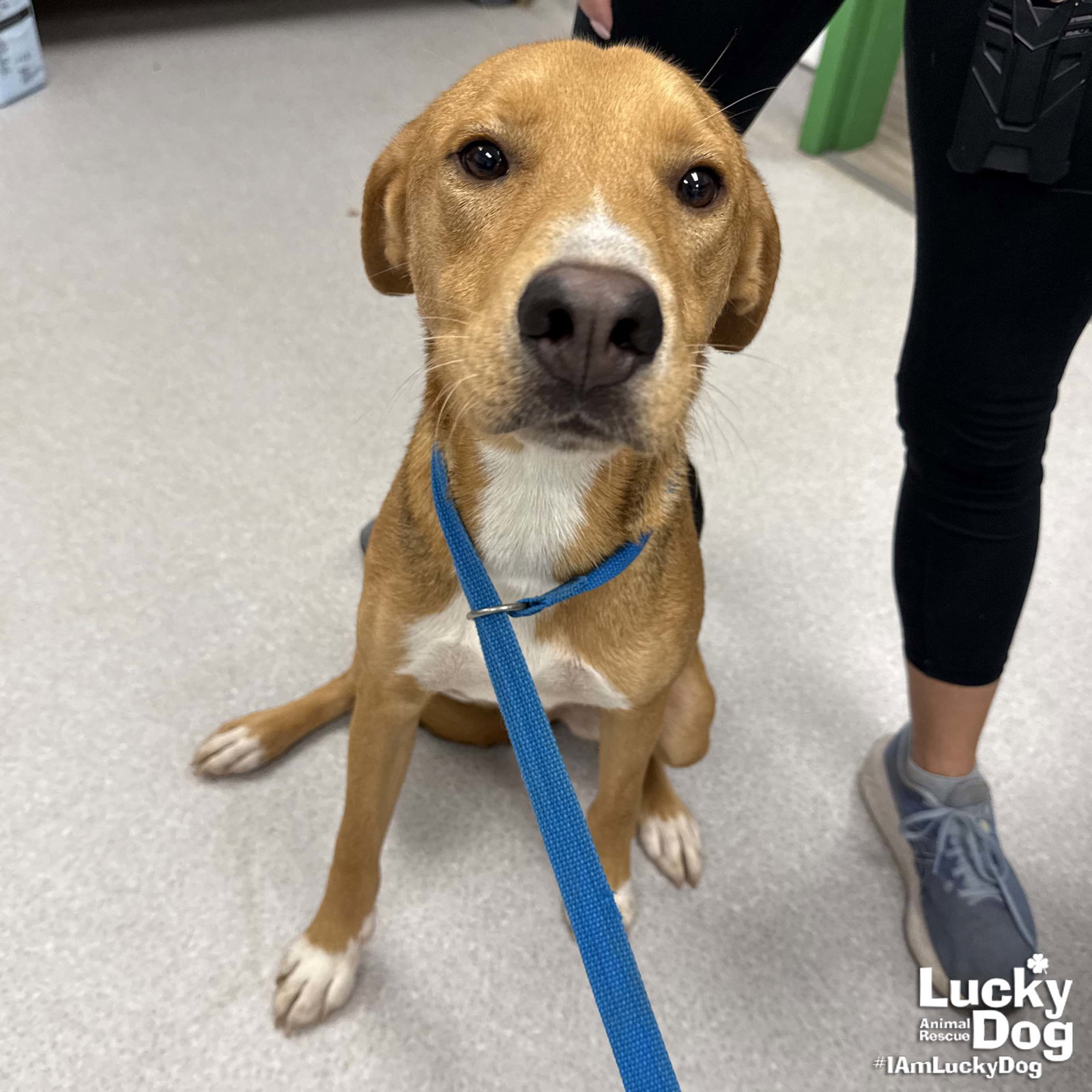 Meet our Pets | Lucky Dog Animal Rescue