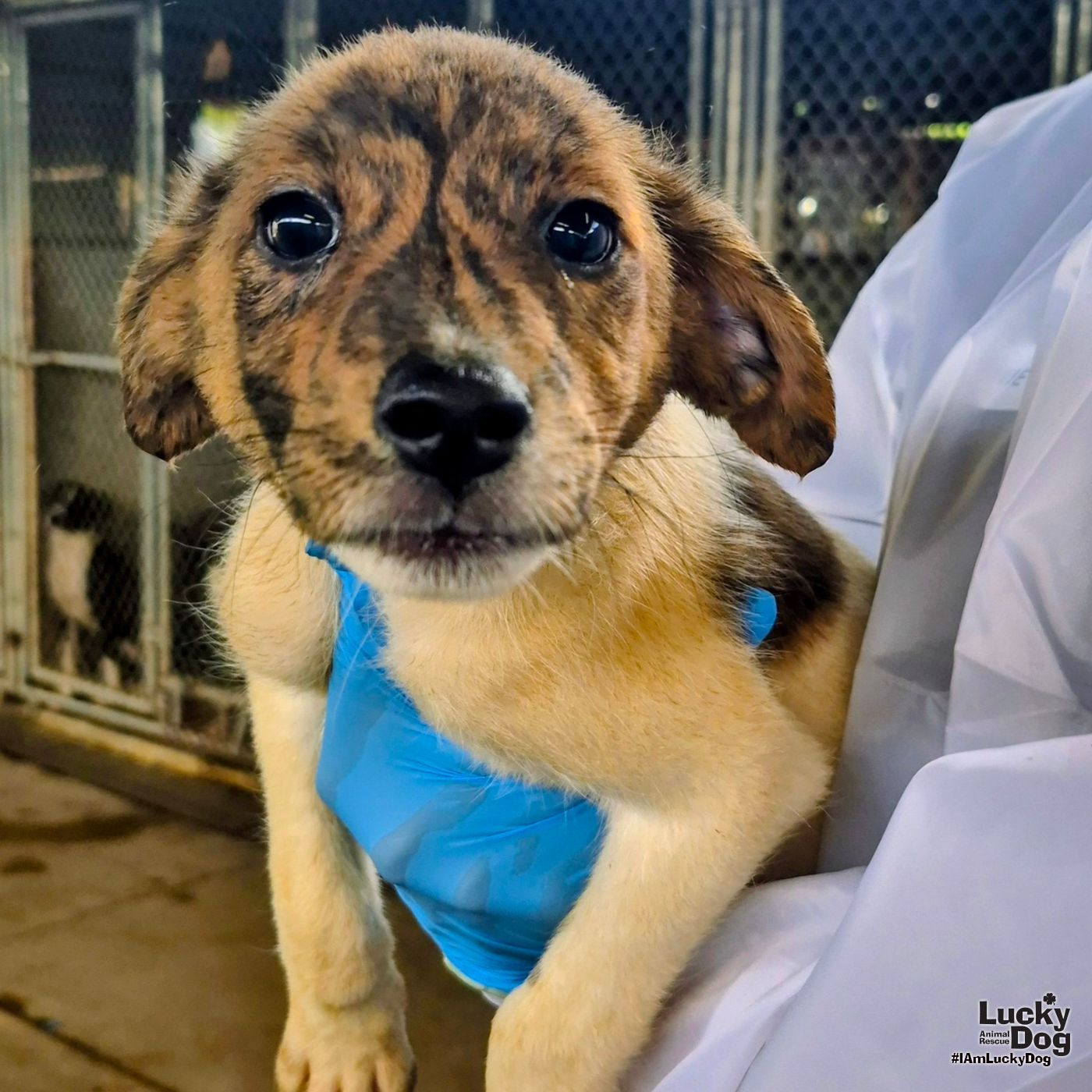 Meet our Pets | Lucky Dog Animal Rescue