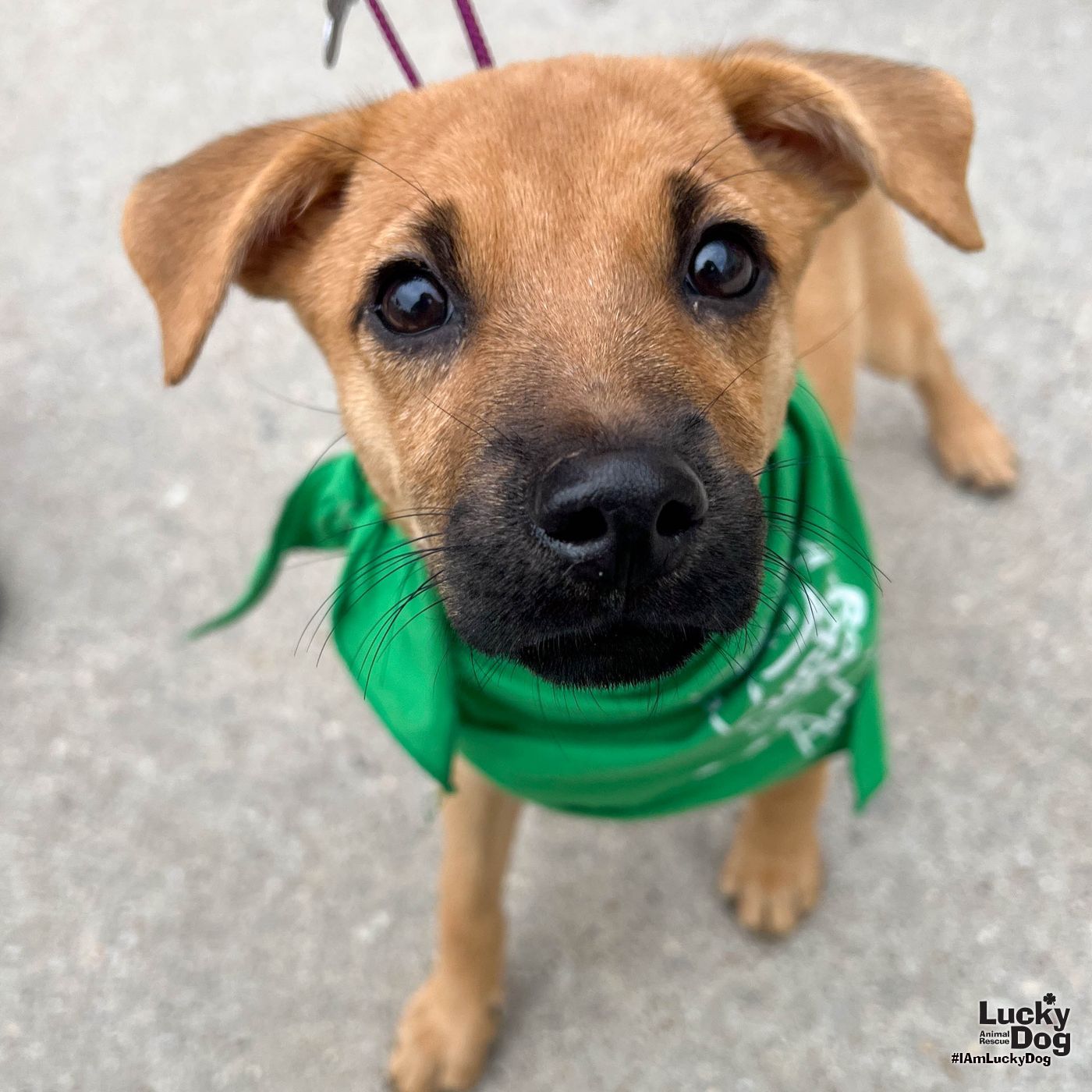 Meet our Pets | Lucky Dog Animal Rescue