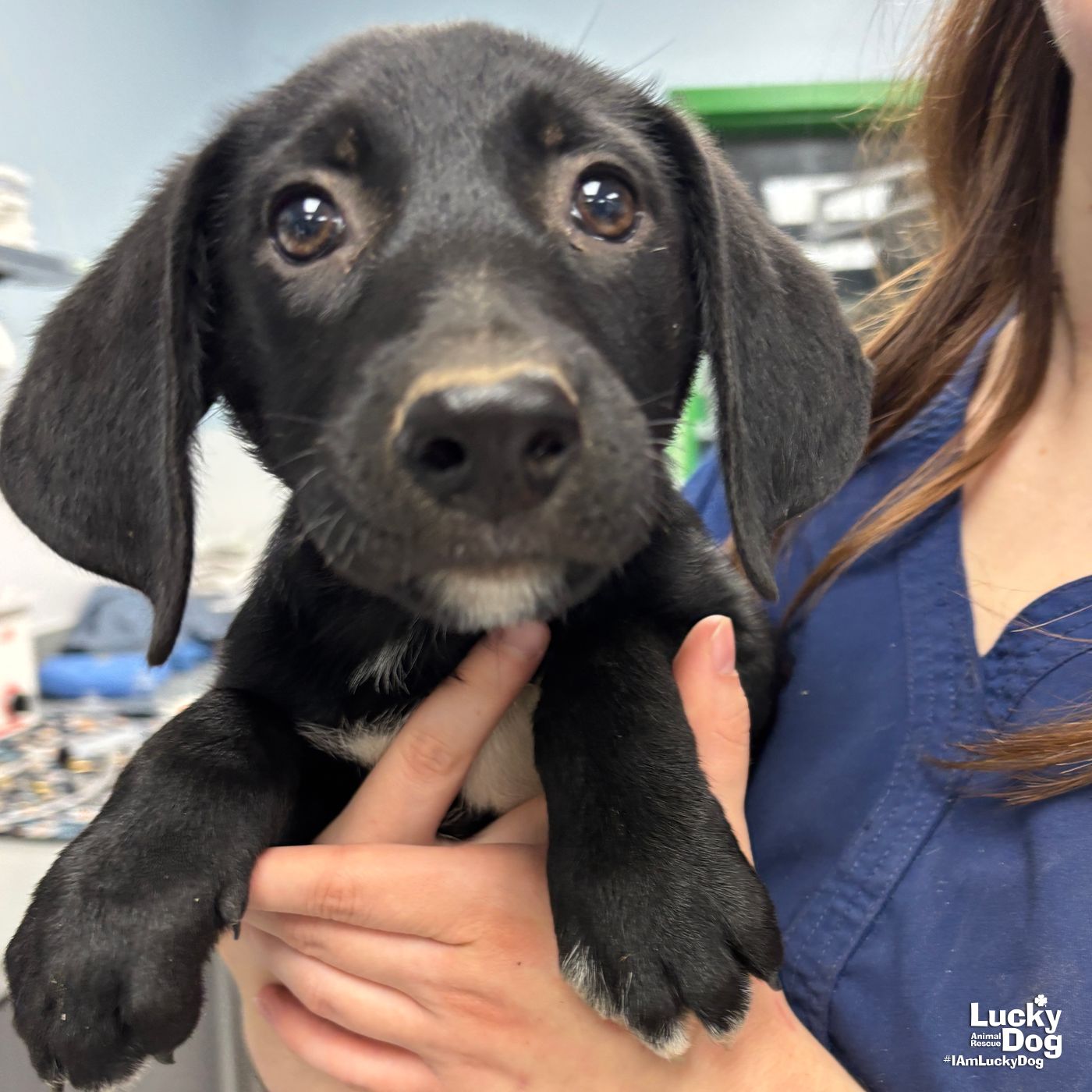 Meet our Pets | Lucky Dog Animal Rescue