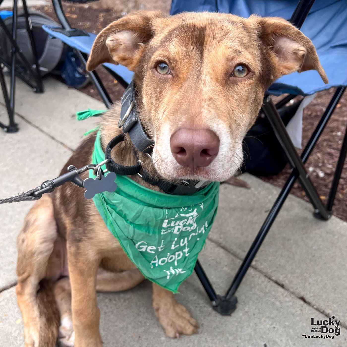 Meet our Pets | Lucky Dog Animal Rescue