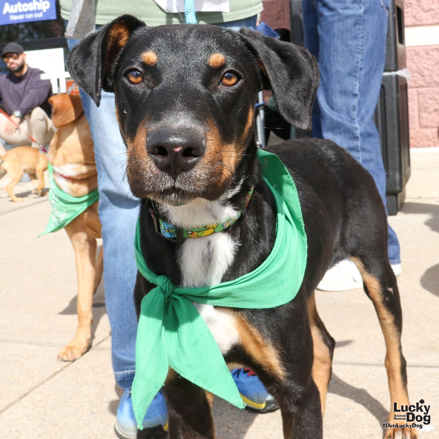 Dog for Adoption - Edward, a Shepherd in Ashburn, VA | Alpha Paw
