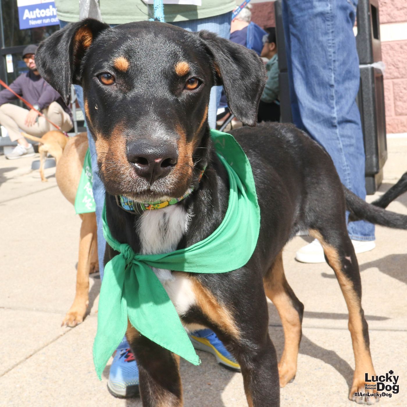 Dog for Adoption - Edward, a Shepherd in Ashburn, VA | Alpha Paw