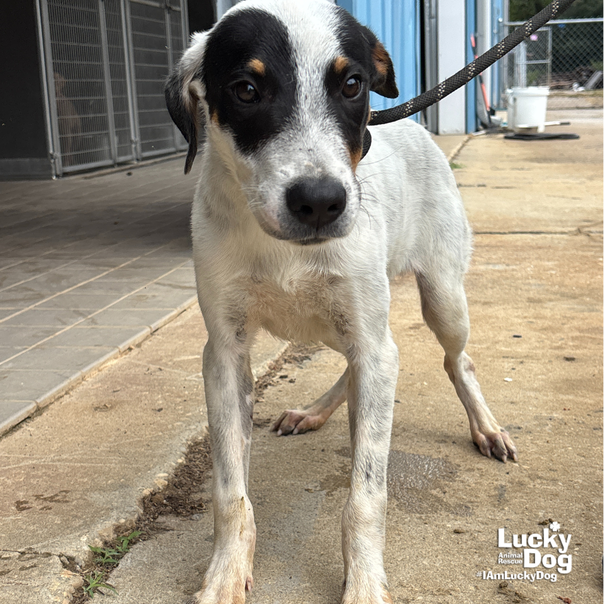 Dog for Adoption - Edmond, a Shepherd in Ashburn, VA | Alpha Paw