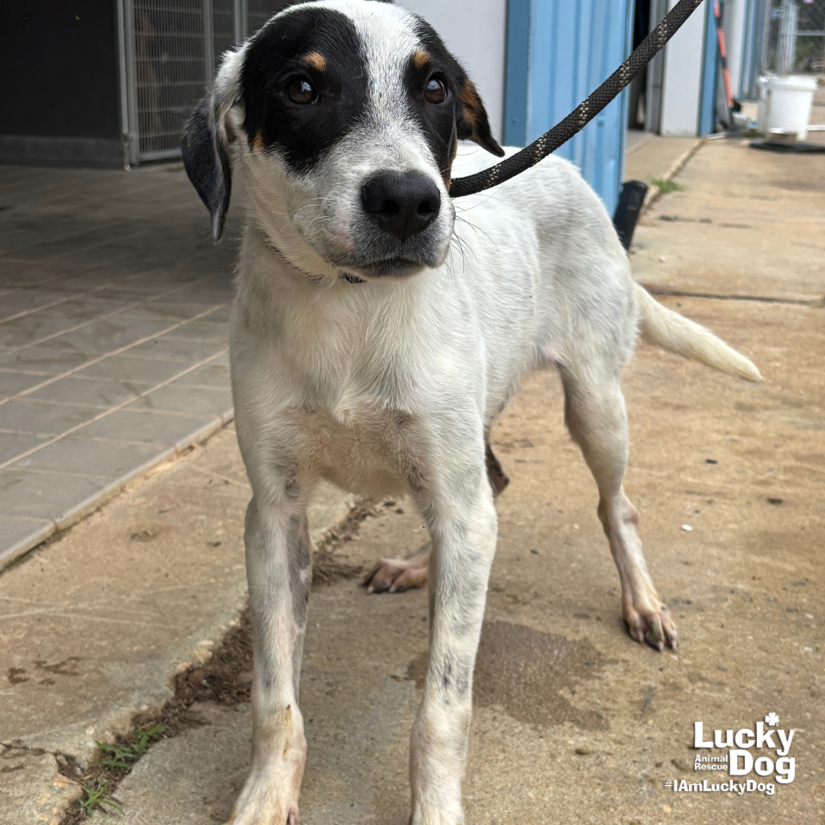 Dog for Adoption - Edmond, a Shepherd in Ashburn, VA | Alpha Paw