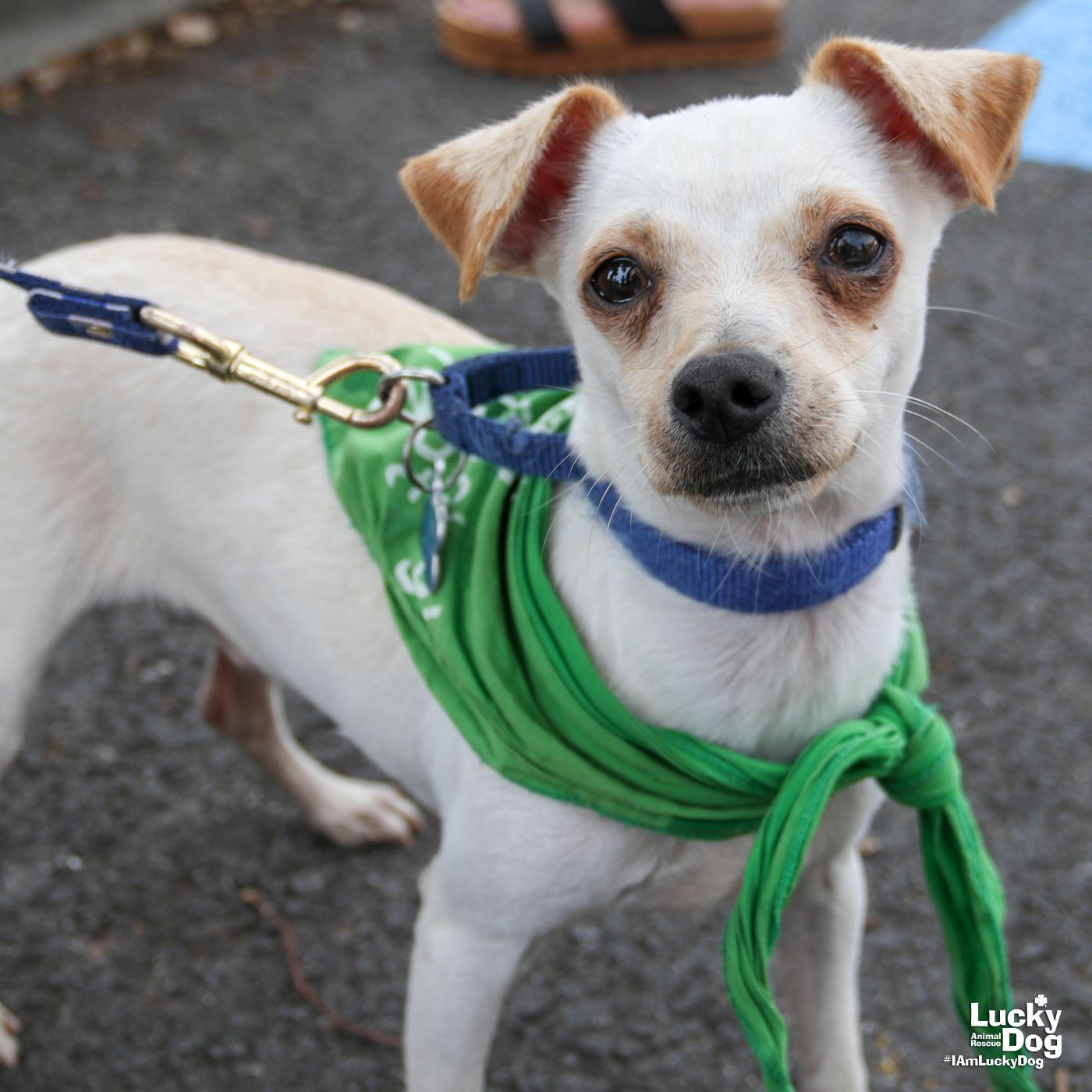 Adopt | Lucky Dog Animal Rescue