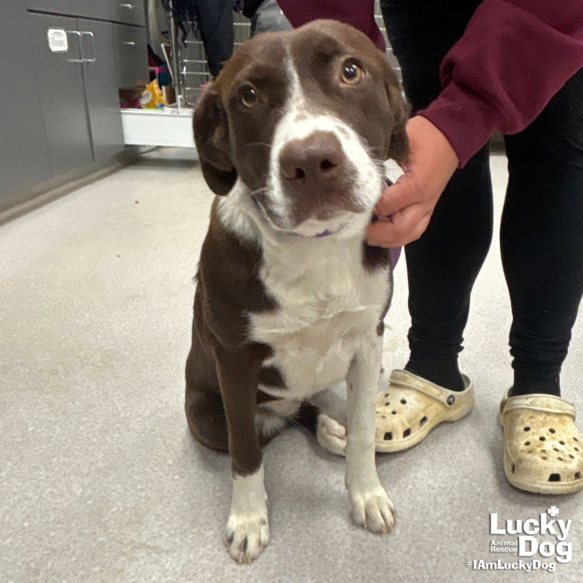 Meet our Pets | Lucky Dog Animal Rescue