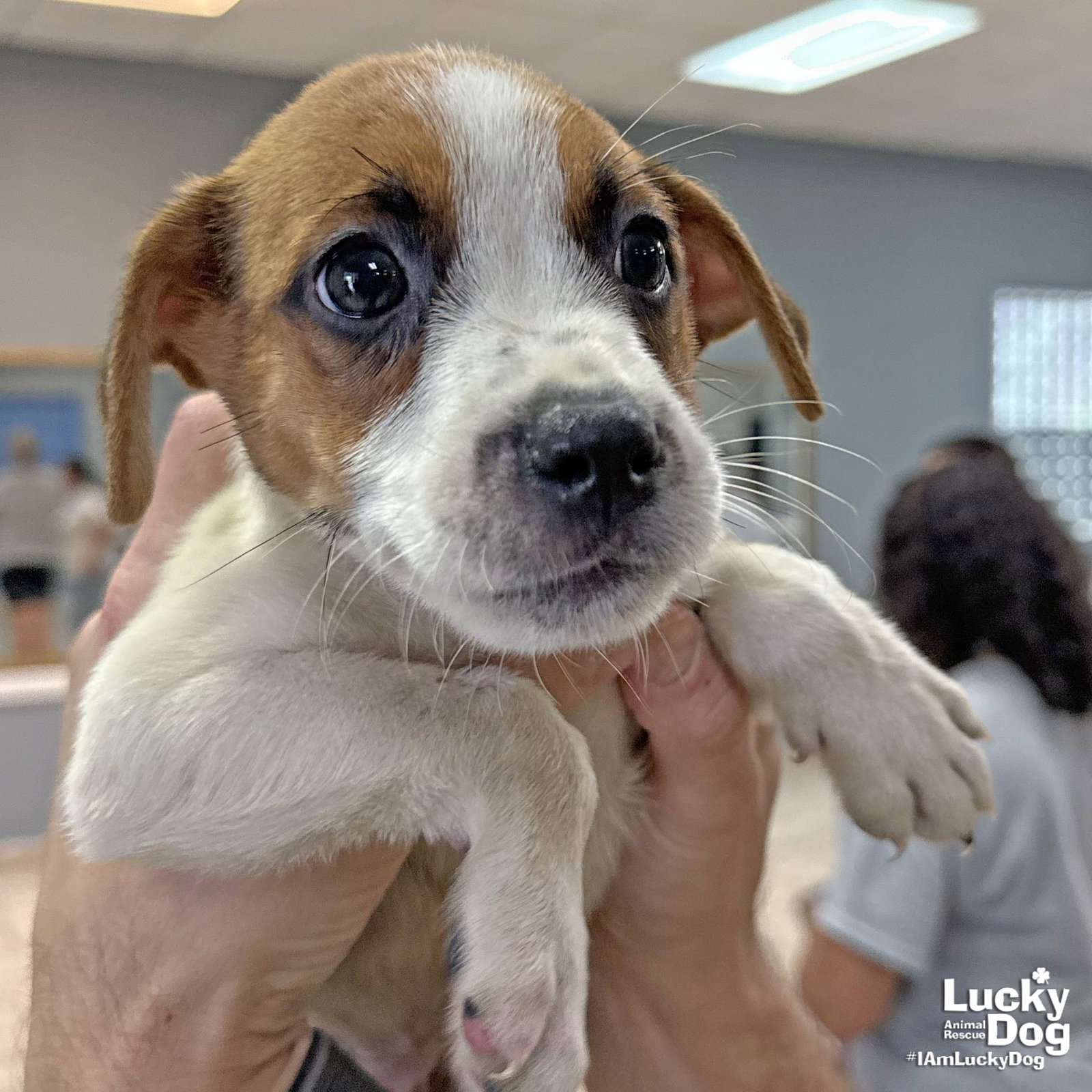 Meet our Pets | Lucky Dog Animal Rescue