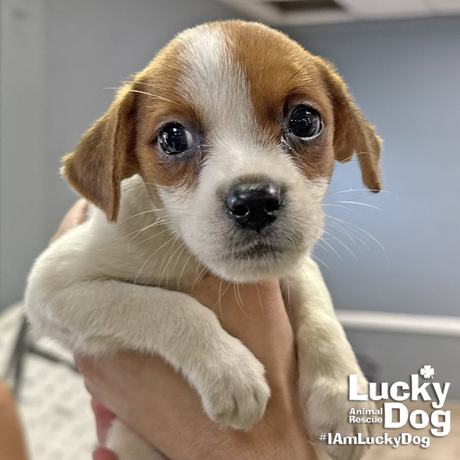 Meet our Pets | Lucky Dog Animal Rescue
