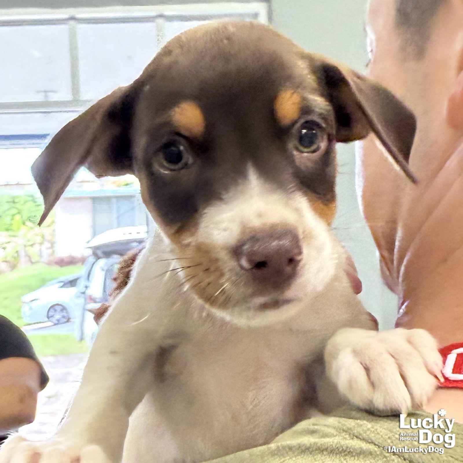Meet our Pets | Lucky Dog Animal Rescue
