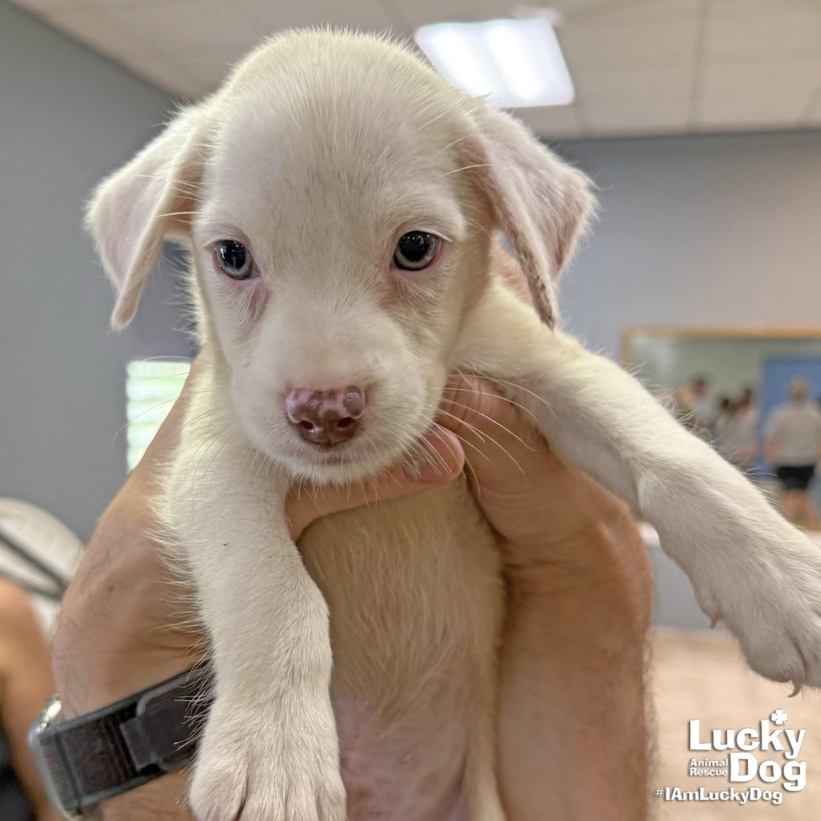 Meet our Pets | Lucky Dog Animal Rescue