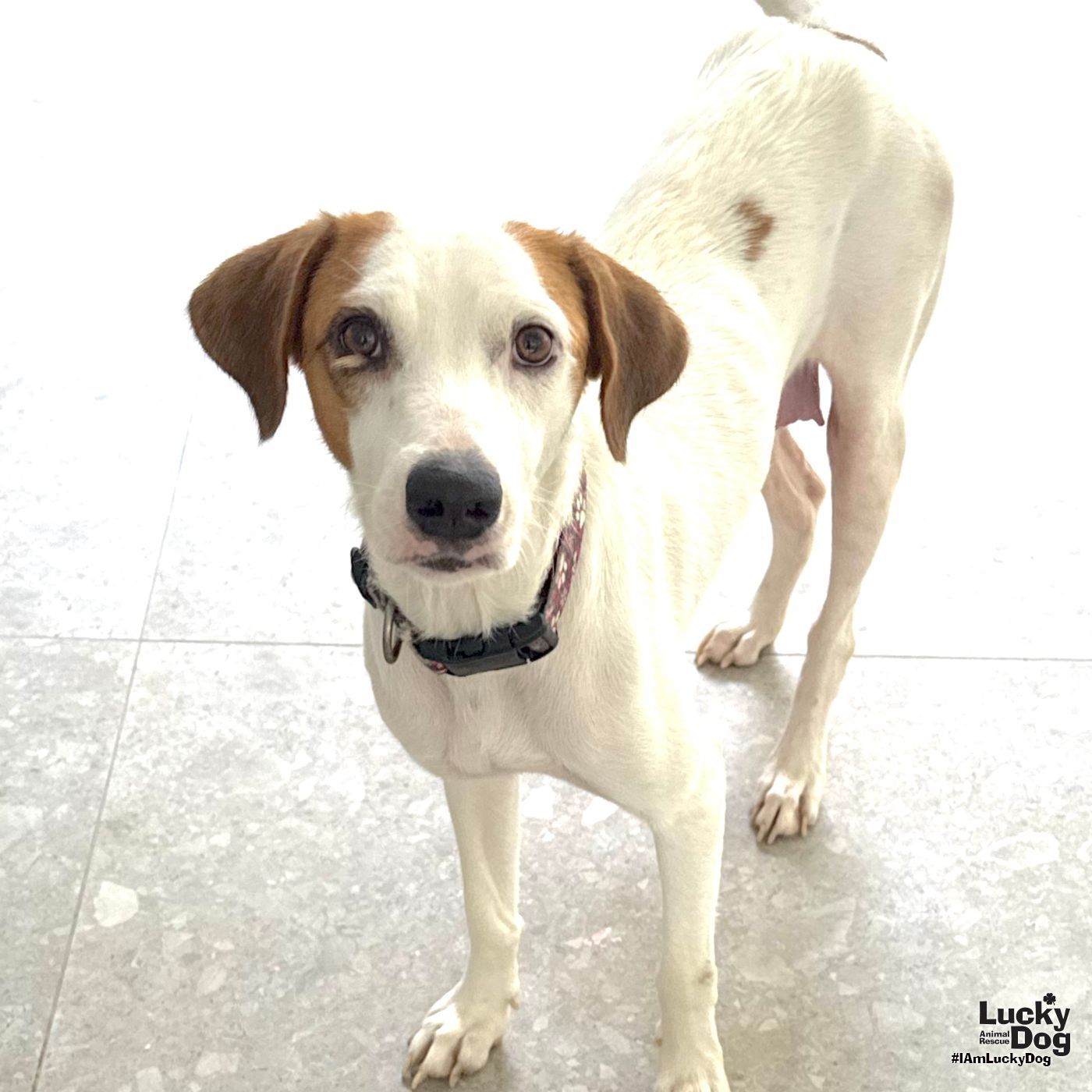 Meet our Pets | Lucky Dog Animal Rescue