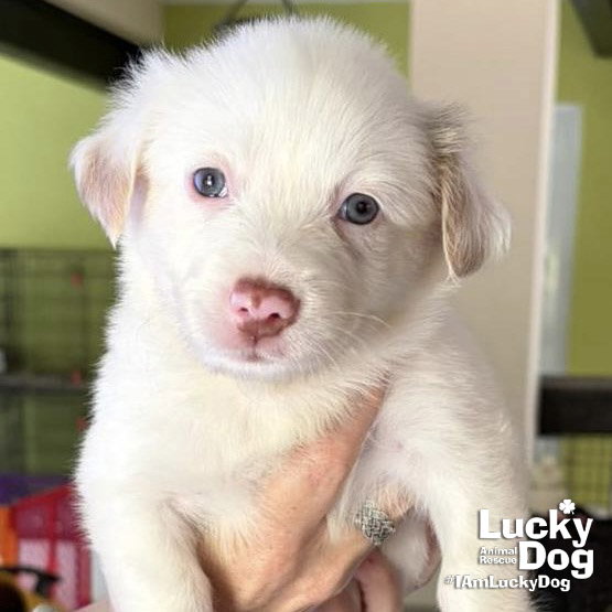 Adopt | Lucky Dog Animal Rescue