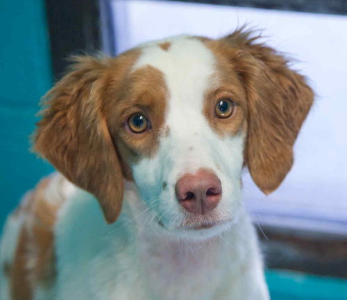 Cora