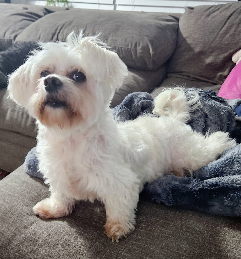 Dog for Adoption - Sophie, a Maltese in Amherst, NY | Alpha Paw