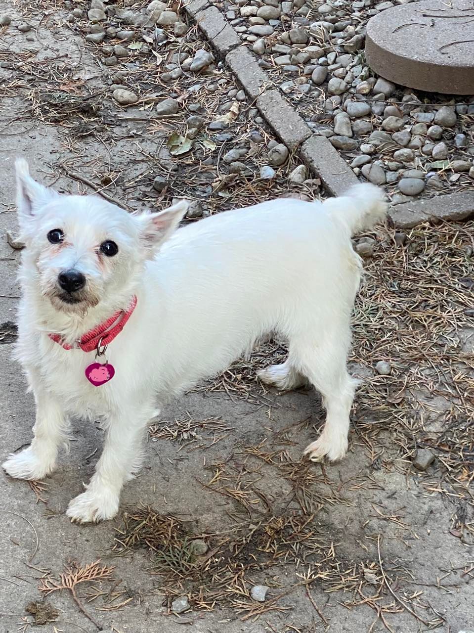 Dog for Adoption - Rain, a West Highland White Terrier Westie in ...
