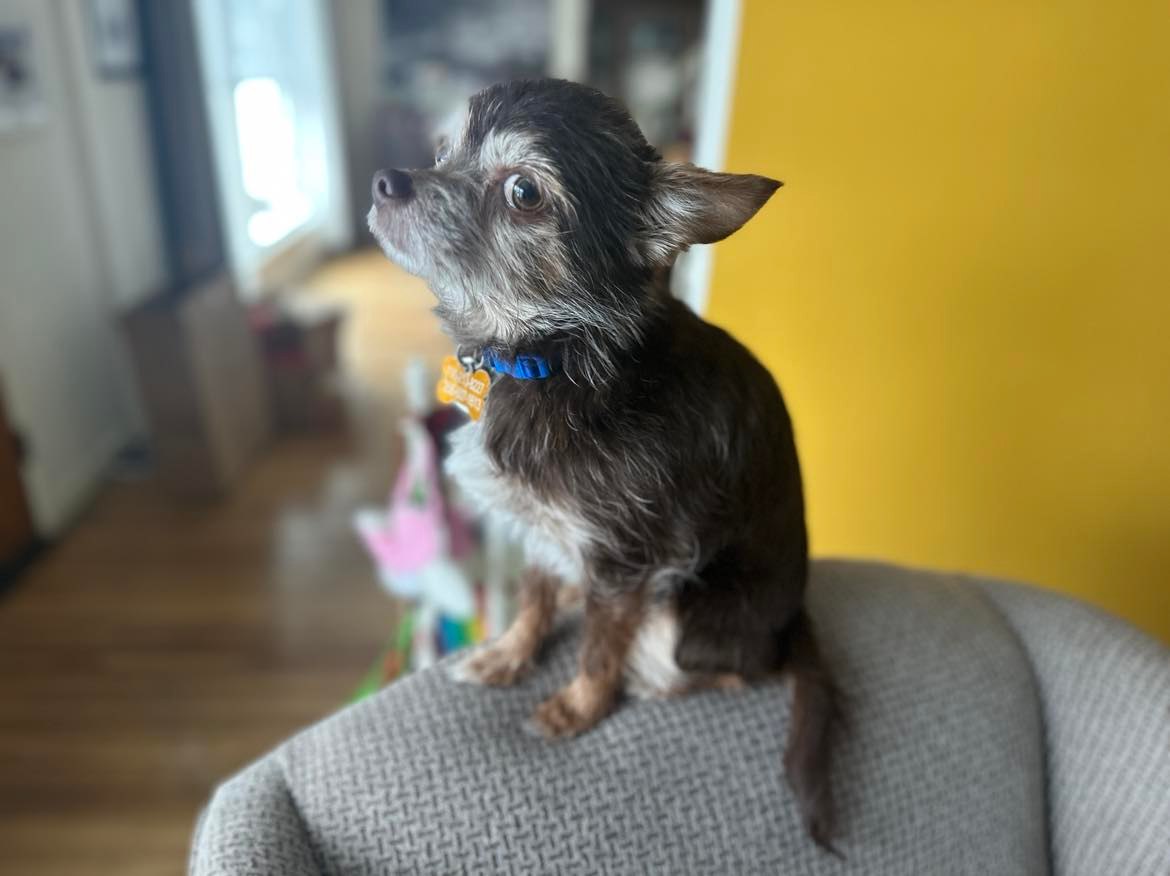 Dog for Adoption - Chico, a Chihuahua in Boston, NY | Alpha Paw