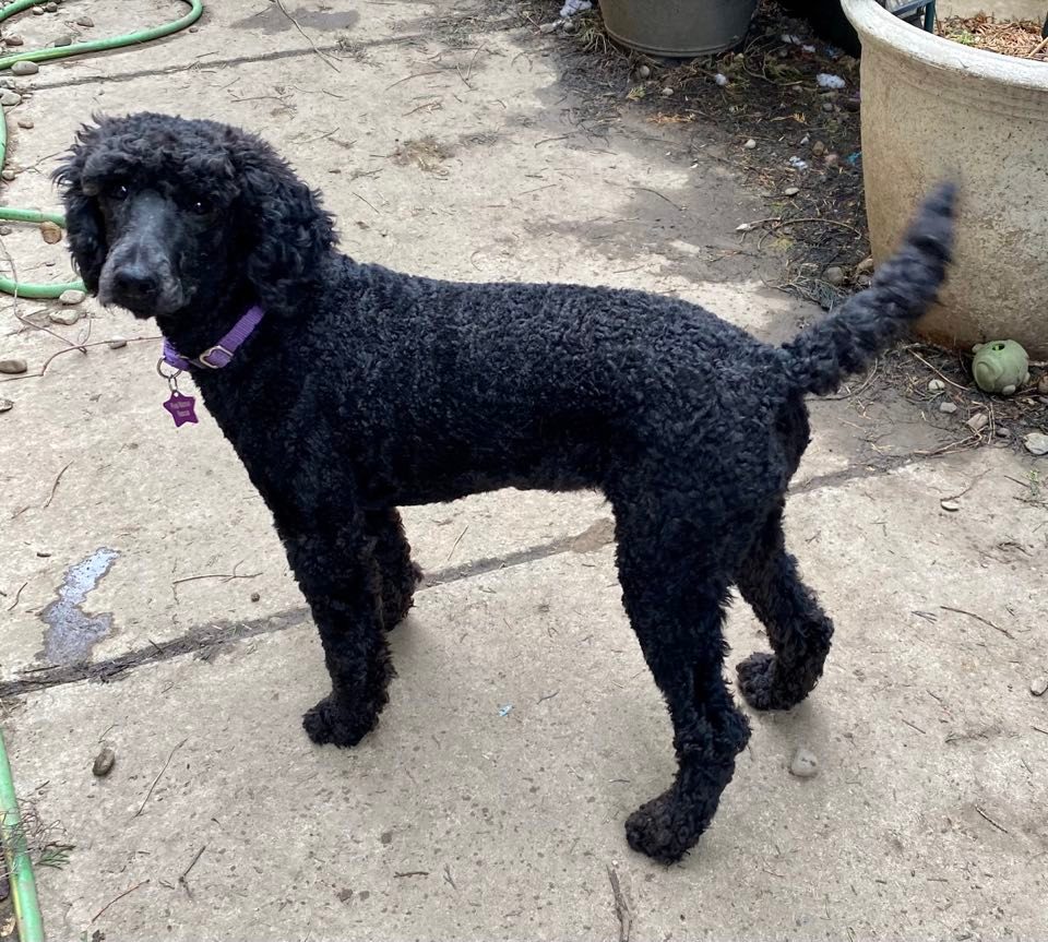 Dog for Adoption - Nellie, a Poodle (Standard) in Buffalo, NY | Alpha Paw