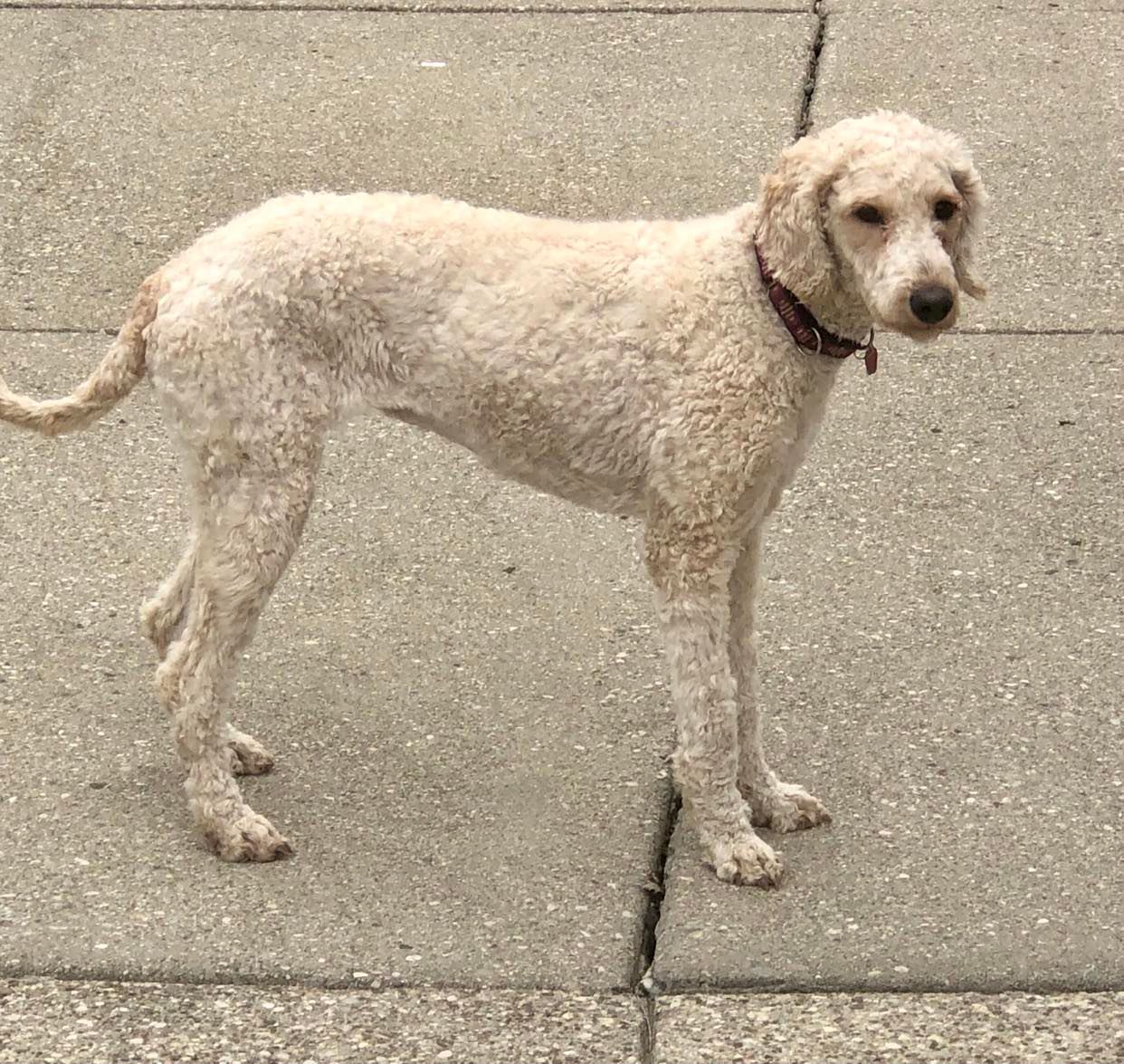Dog for Adoption - Maxine, a Poodle (Standard) in Elma Center, NY ...