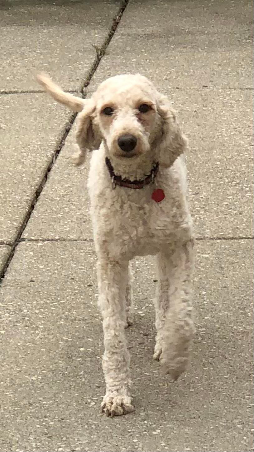 Dog for Adoption - Maxine, a Poodle (Standard) in Elma Center, NY ...