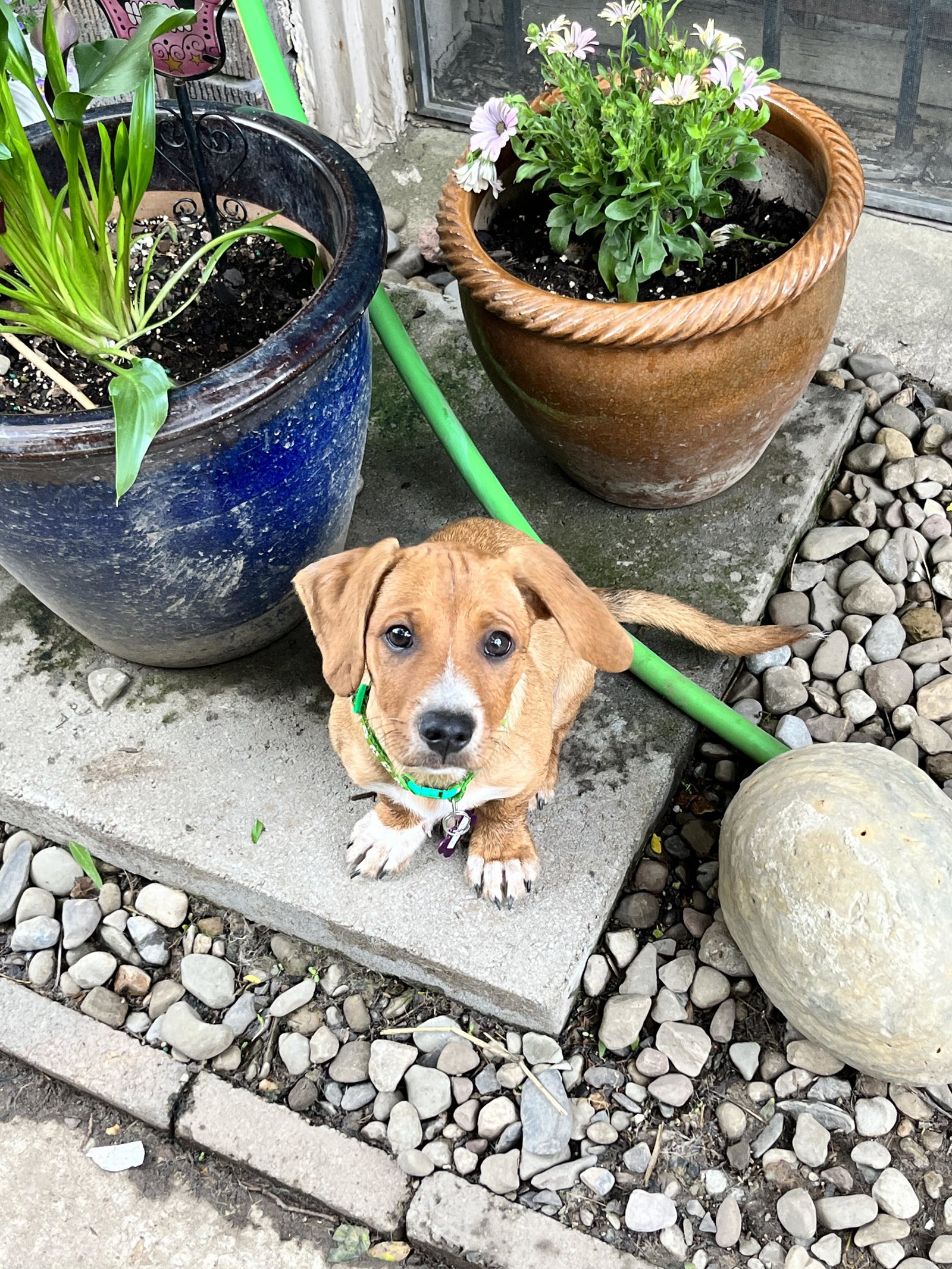 Dog for Adoption - Kodiak Jack, a Dachshund in Clarence Center, NY ...