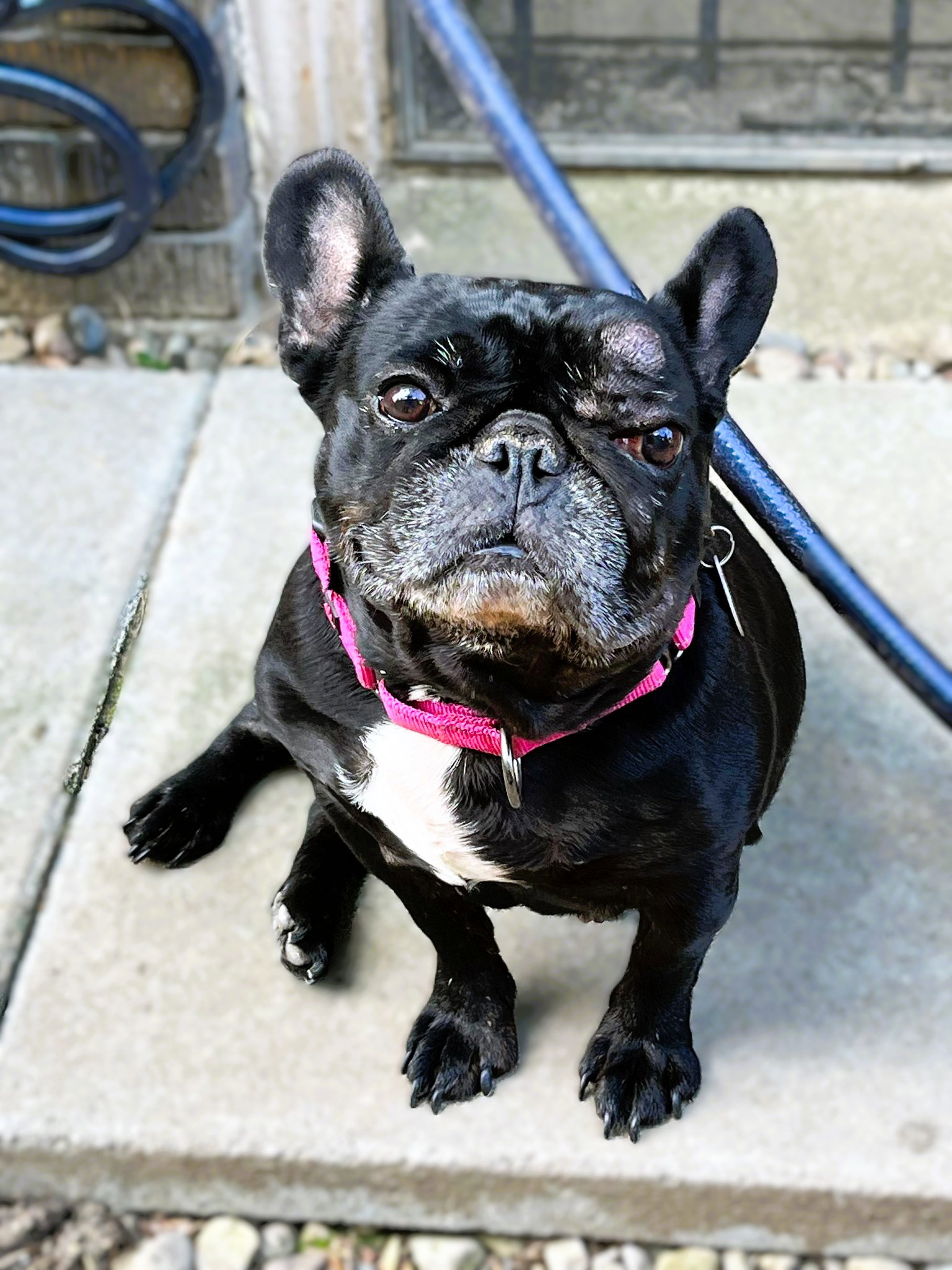 Dog for Adoption - Margo, a French Bulldog in Medina, NY | Alpha Paw