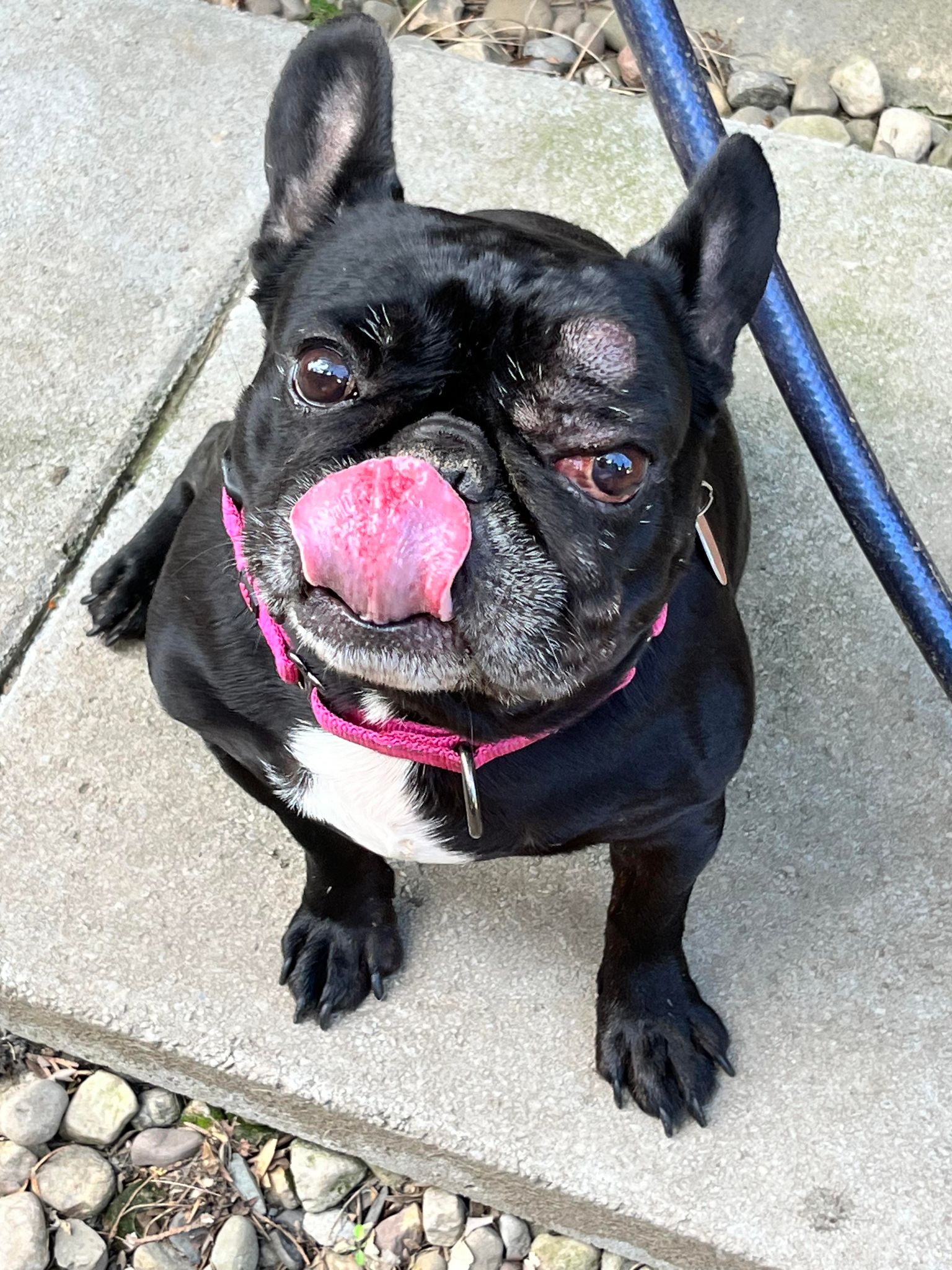 Dog for Adoption - Margo, a French Bulldog in Lancaster, NY | Alpha Paw