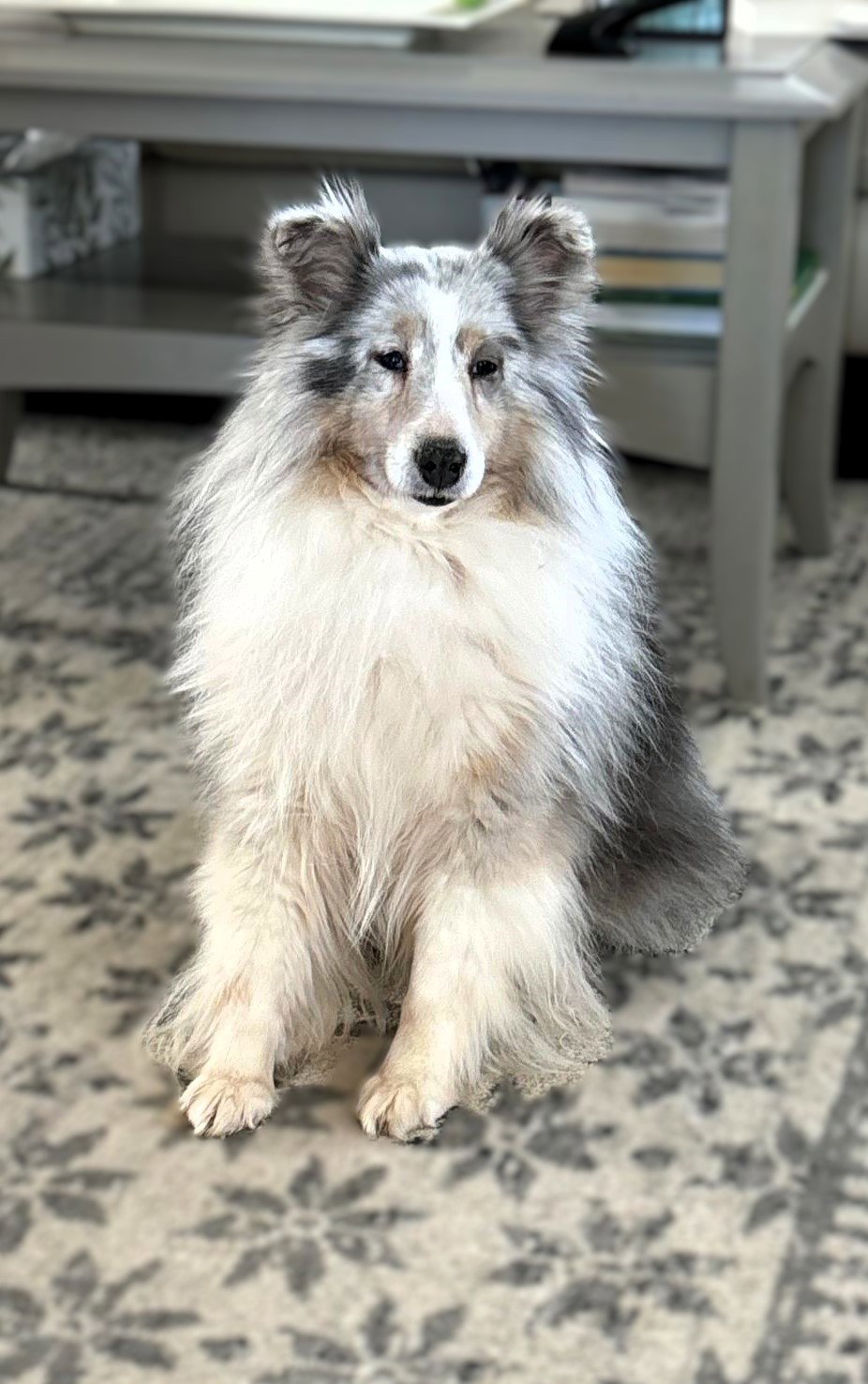 Dog for Adoption - Blue, a Shetland Sheepdog Sheltie in Angola, NY ...