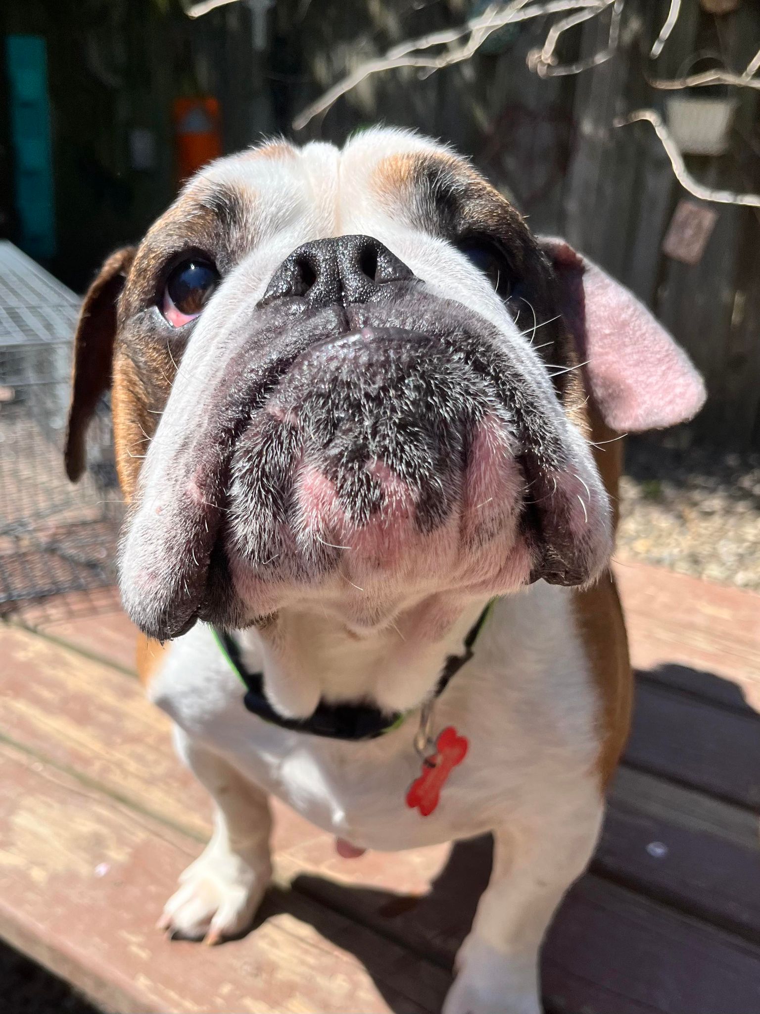 Dog for Adoption - Sundance, a English Bulldog in Williamsville, NY ...