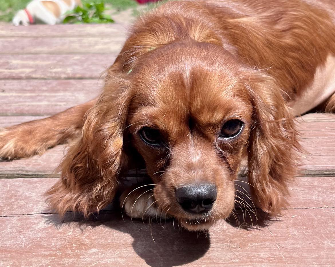 Dog for Adoption - Pixie, a Cavalier King Charles Spaniel in Sanborn ...