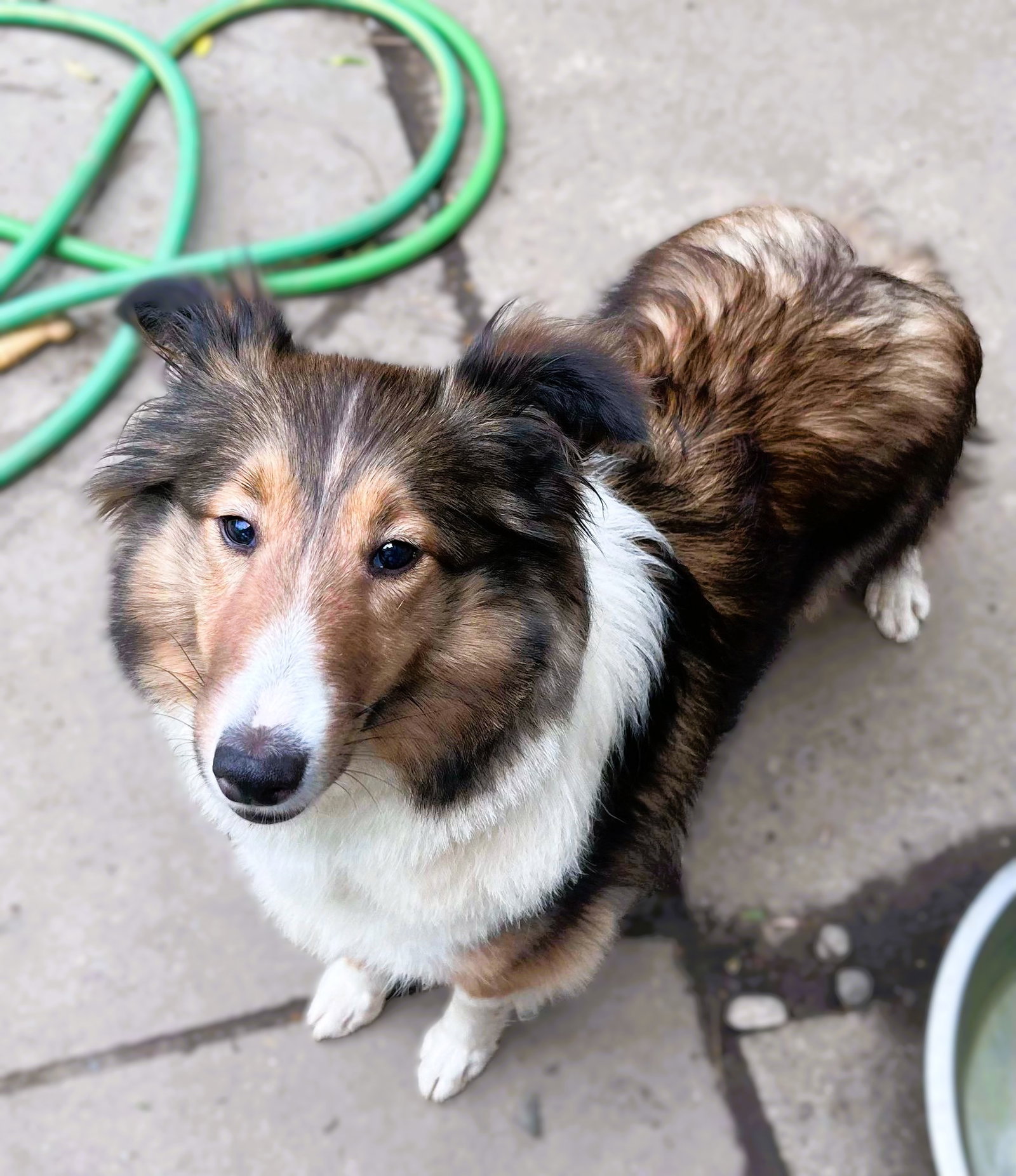 Dog for Adoption - Willa, a Shetland Sheepdog Sheltie in Clarence, NY ...