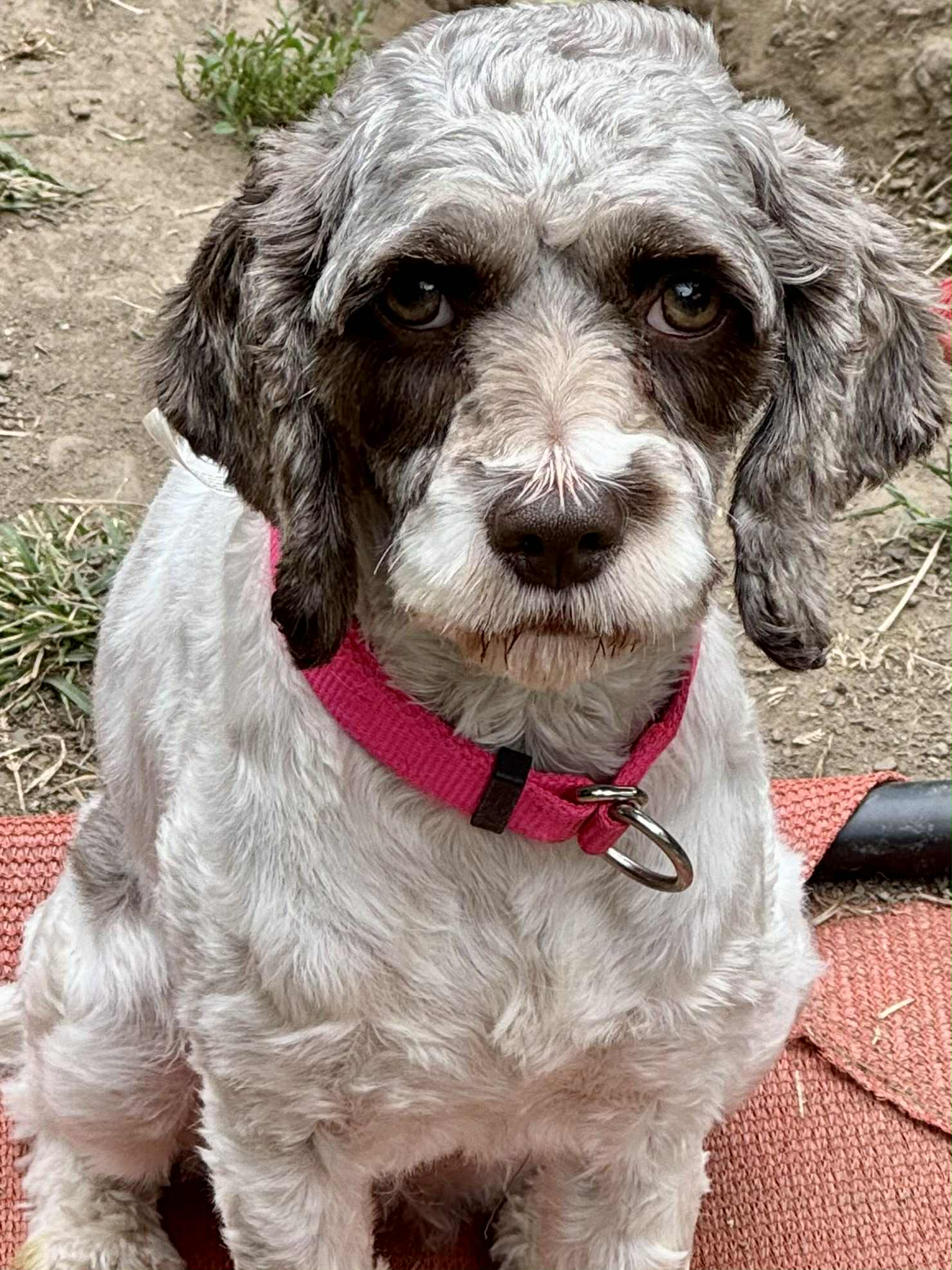 Dog adoption in Buffalo, NY 14220: Cockapoo / Mixed (long coat) Dog "Hope"