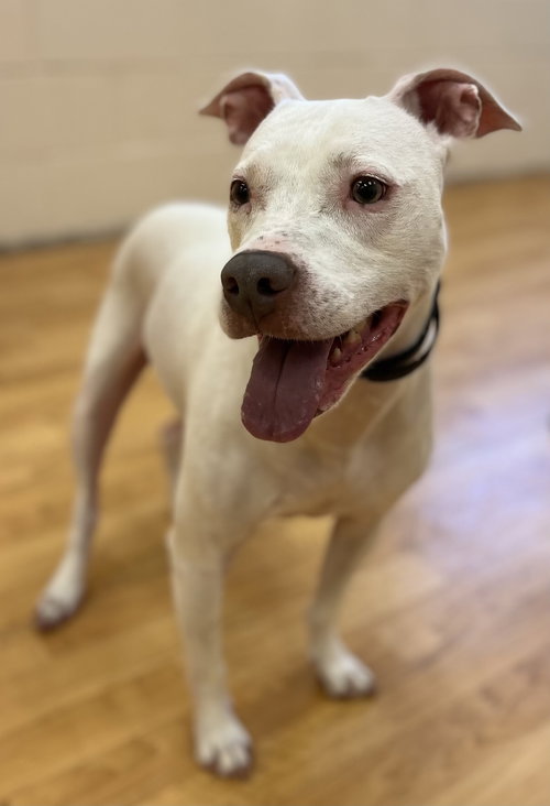 Last Day Dog Rescue