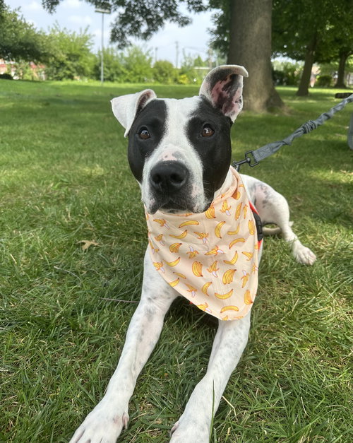 Last Day Dog Rescue