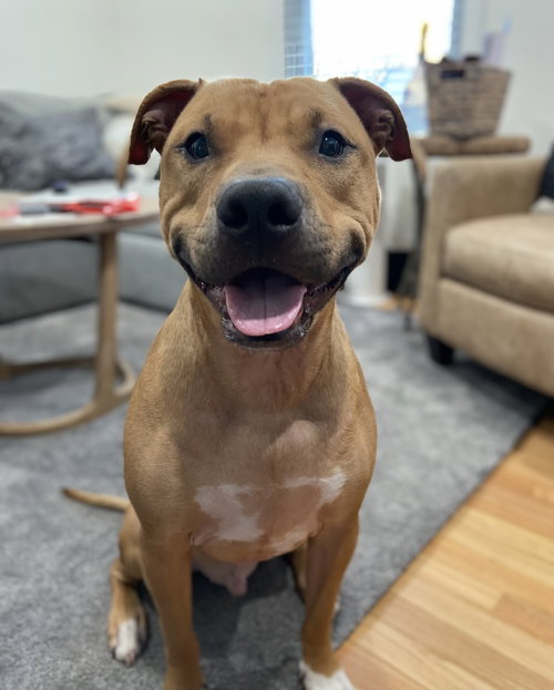Last Day Dog Rescue