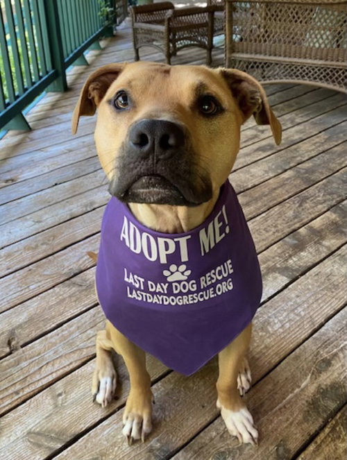 Last Day Dog Rescue