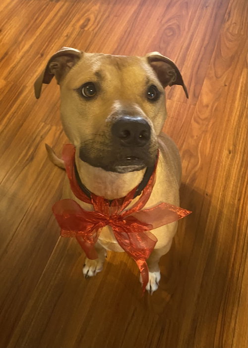 Last Day Dog Rescue