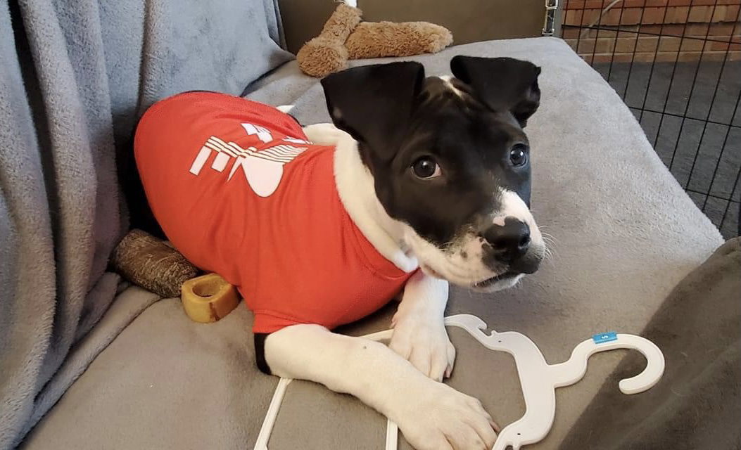 Tatum - ADOPTED 02.22.21's Web Page