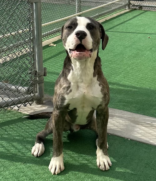 Last Day Dog Rescue