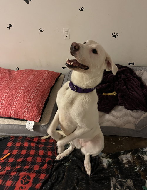 Last Day Dog Rescue