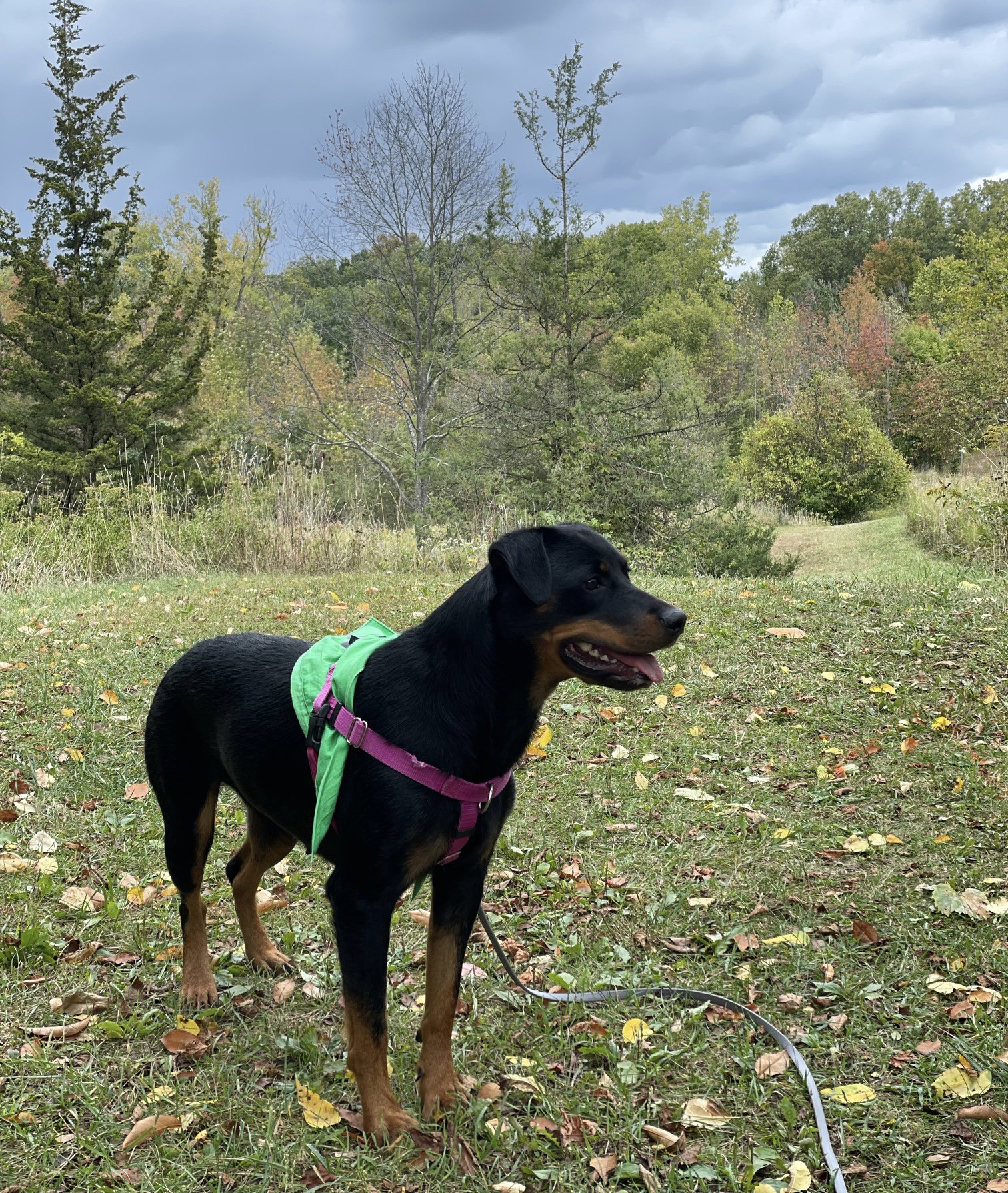 Maya - ADOPTED 10.30.22's Web Page