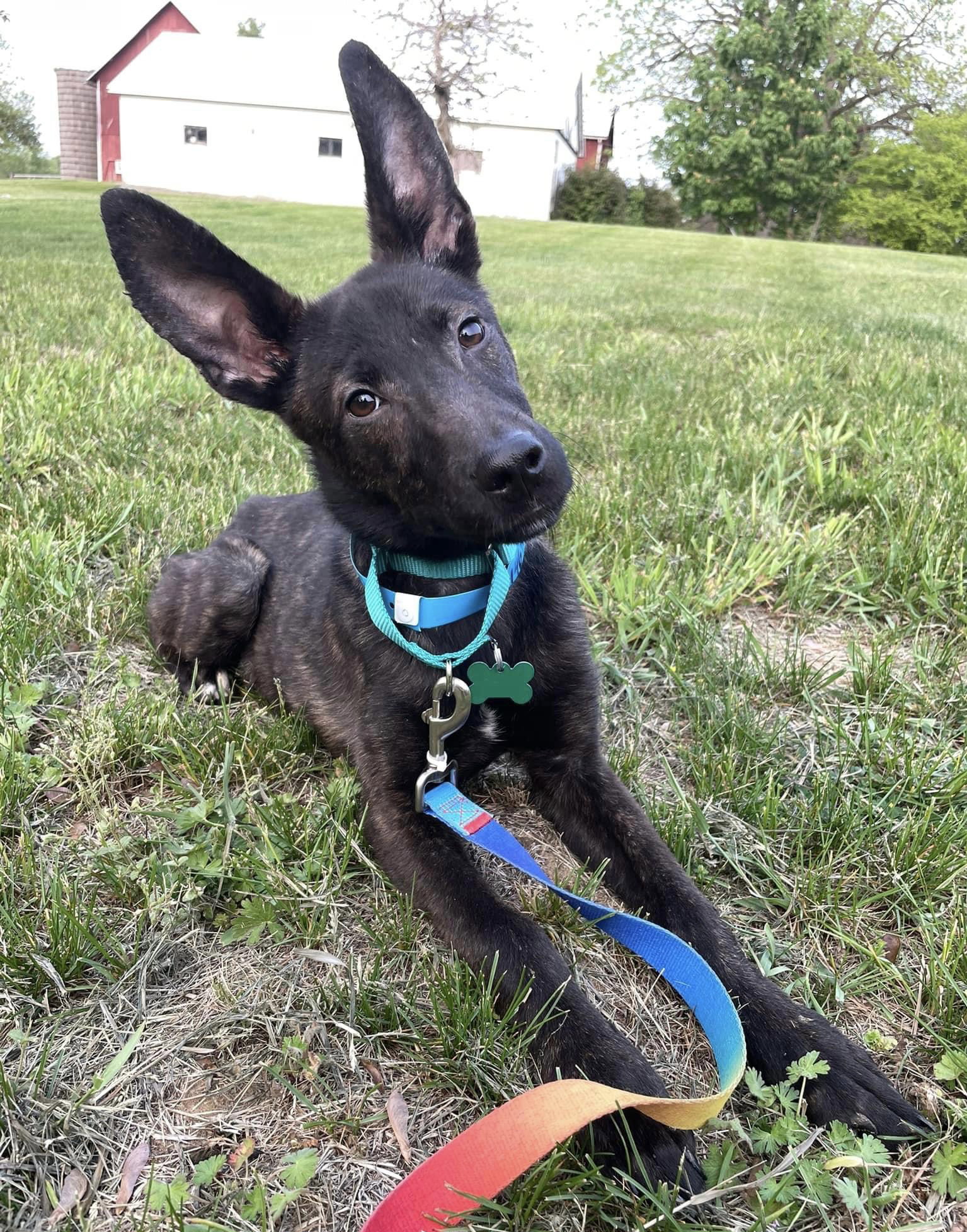 Luca - ADOPTED 06.19.23's Web Page
