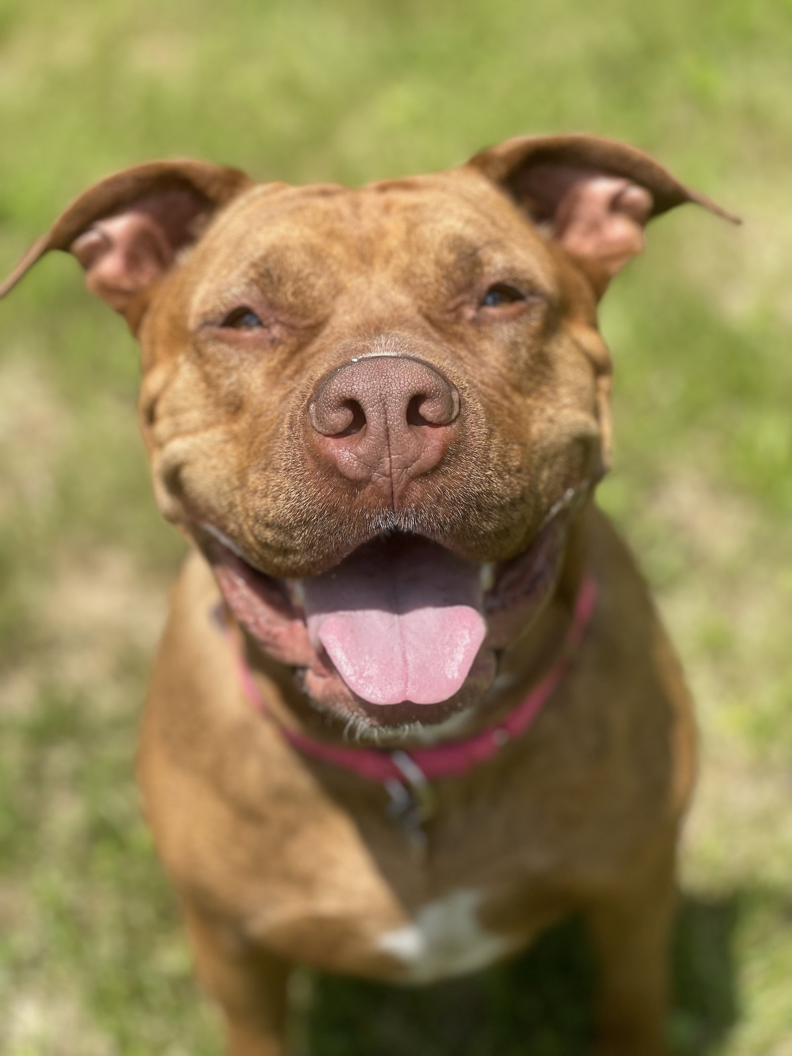 Peach - ADOPTED 07.27.25's Web Page