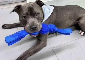 Wiggins - ADOPTED 01.19.25's Web Page
